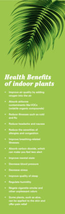 The Growing Trend of Indoor Plants - InsideOut