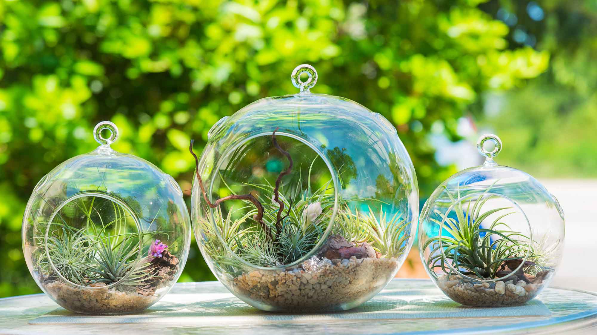 Try a terrarium - InsideOut